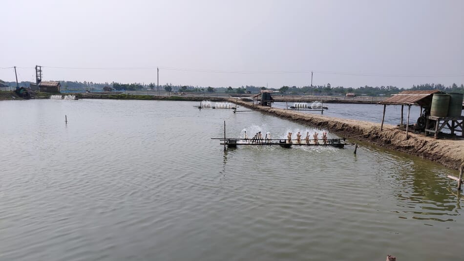 Gujarat faces 40 percent reduction in farmed shrimp | The Fish Site