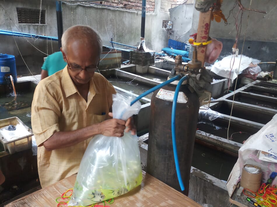 Pretty lucrative – India’s surge in ornamental fish farming | The Fish Site
