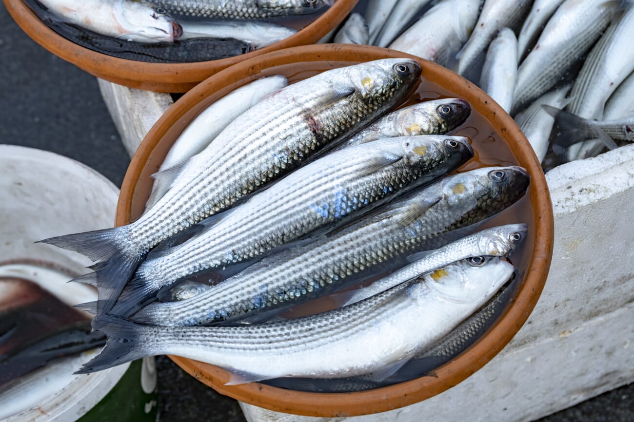 Five potential game-changers for EU aquaculture | The Fish Site