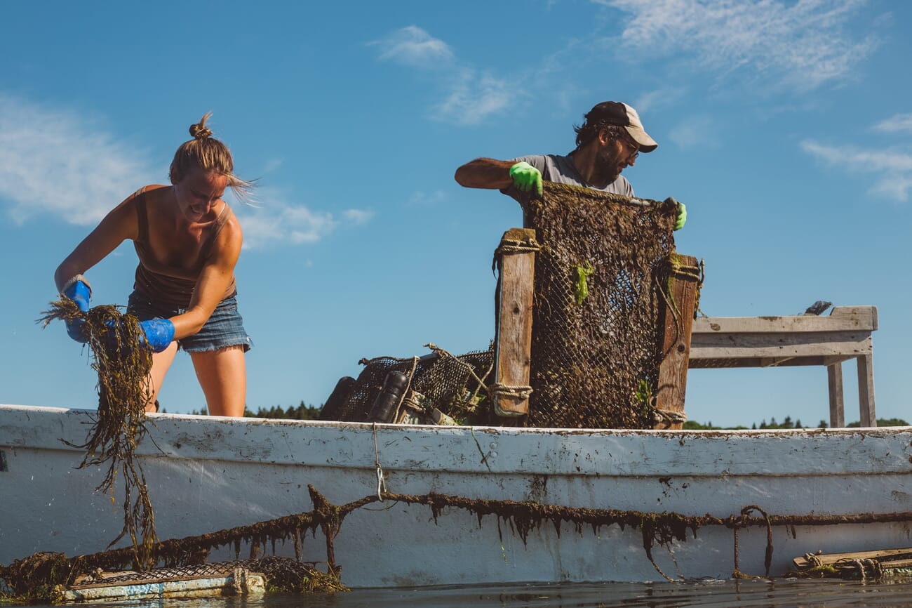 Abigail Barrows’ quest for plastic-free oysters | The Fish Site