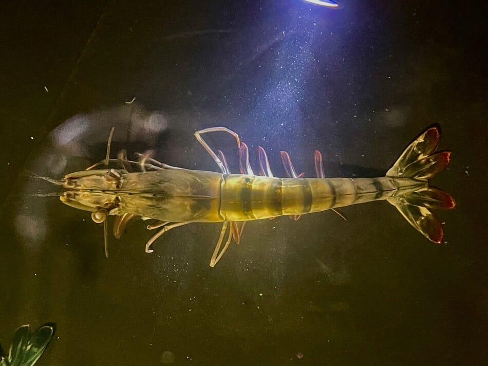 Albert Ferrer LLadosa's global aquaculture odyssey | The Fish Site