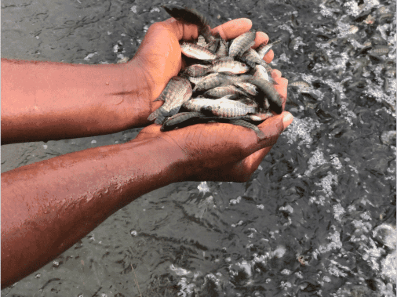 Meet the farmer: Benjamin Orishaba | The Fish Site