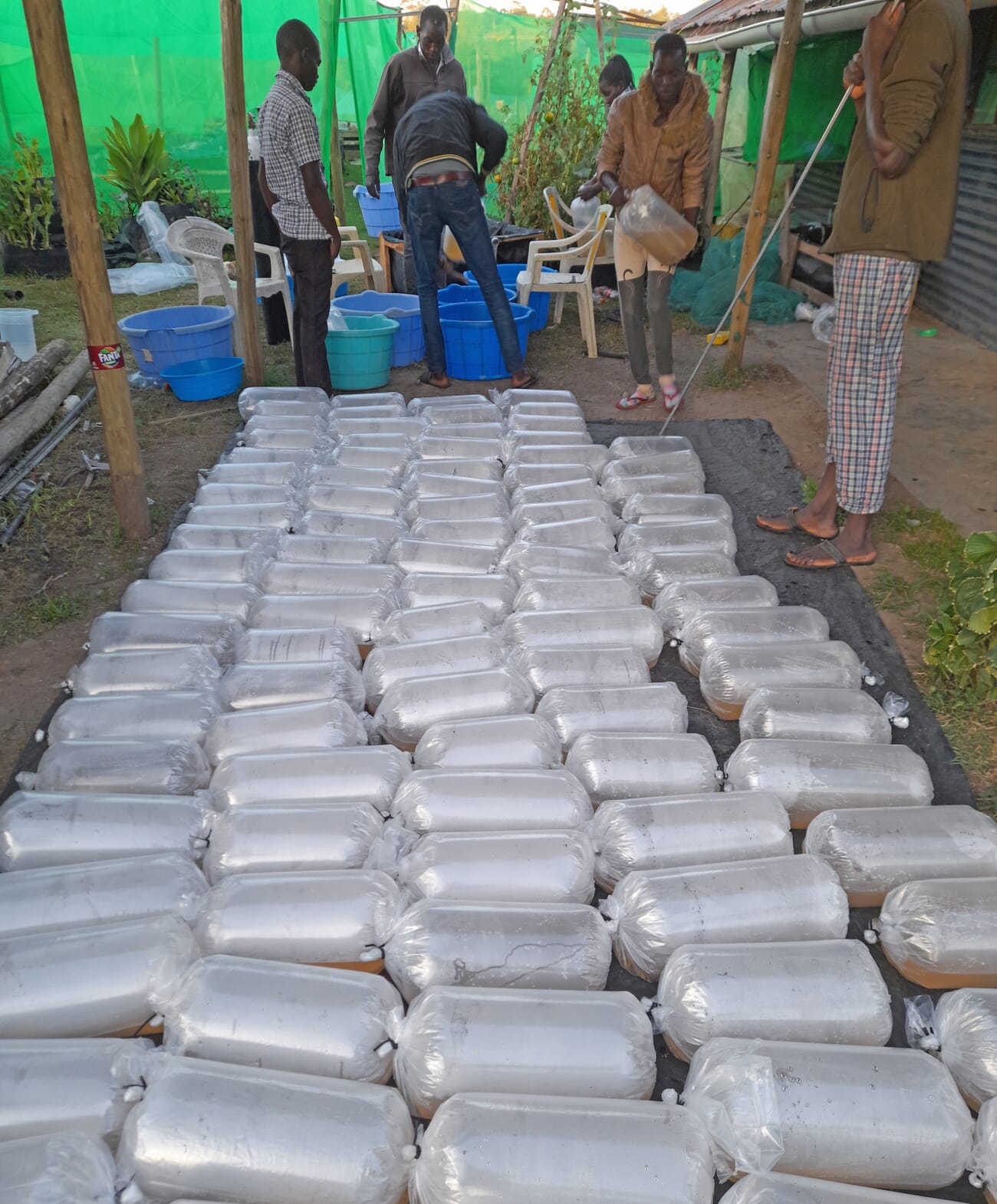 Muga Fish Farm: from hobbyist to aquaculture excellence | The Fish Site