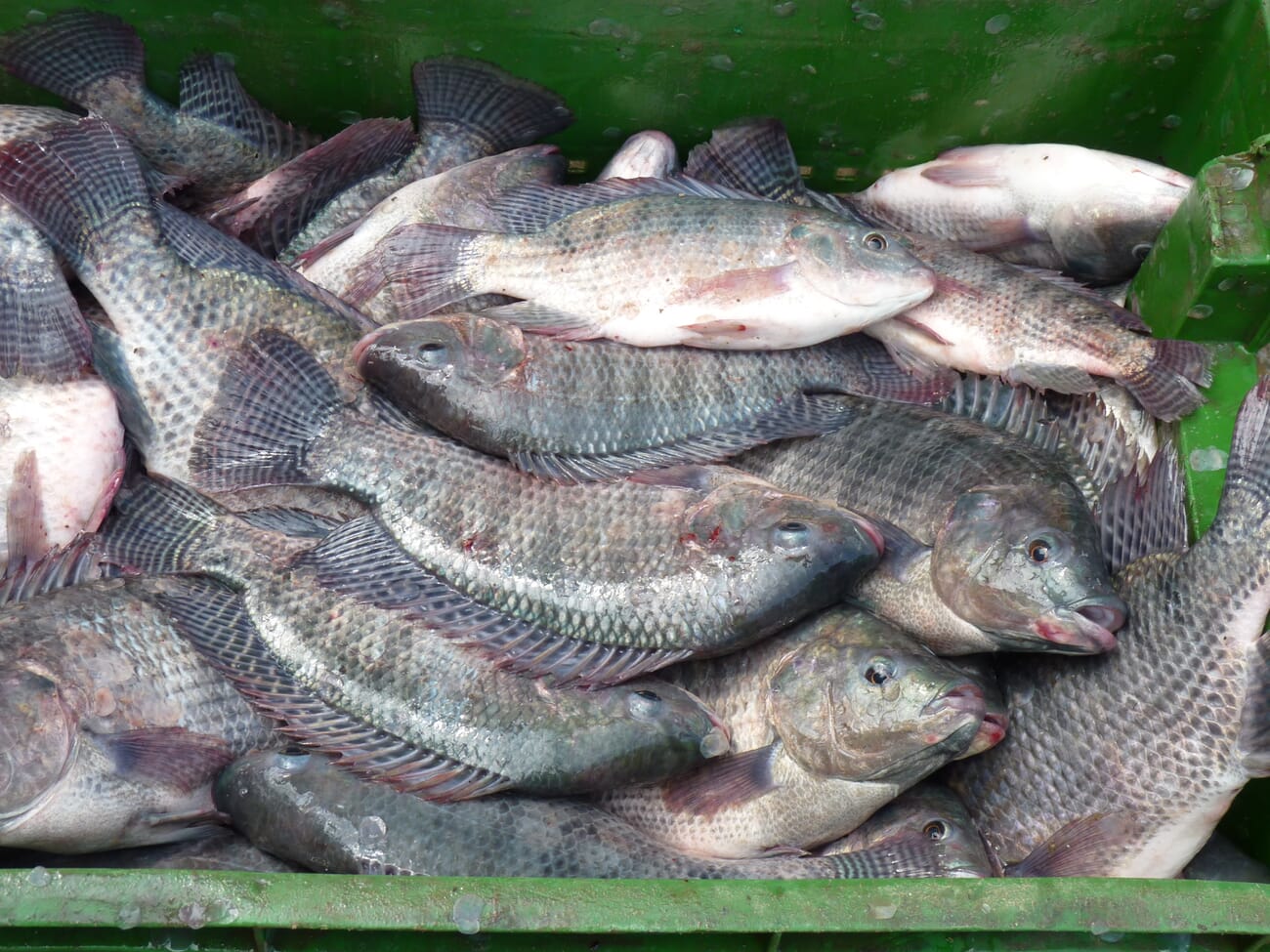 Togo’s tilapia king | The Fish Site