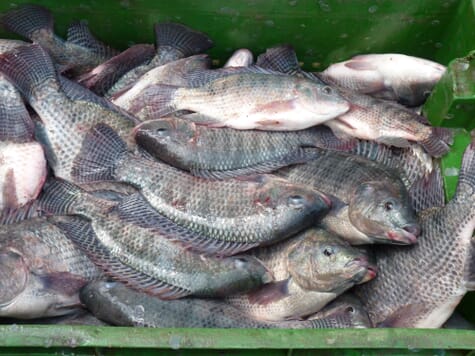 Togo’s tilapia king | The Fish Site