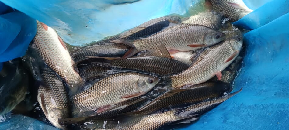A switch to carp farming proves successful in Uttar Pradesh | The Fish Site