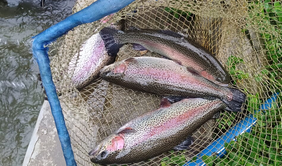 Reaping the rewards of a move from agri- to aqua-culture | The Fish Site