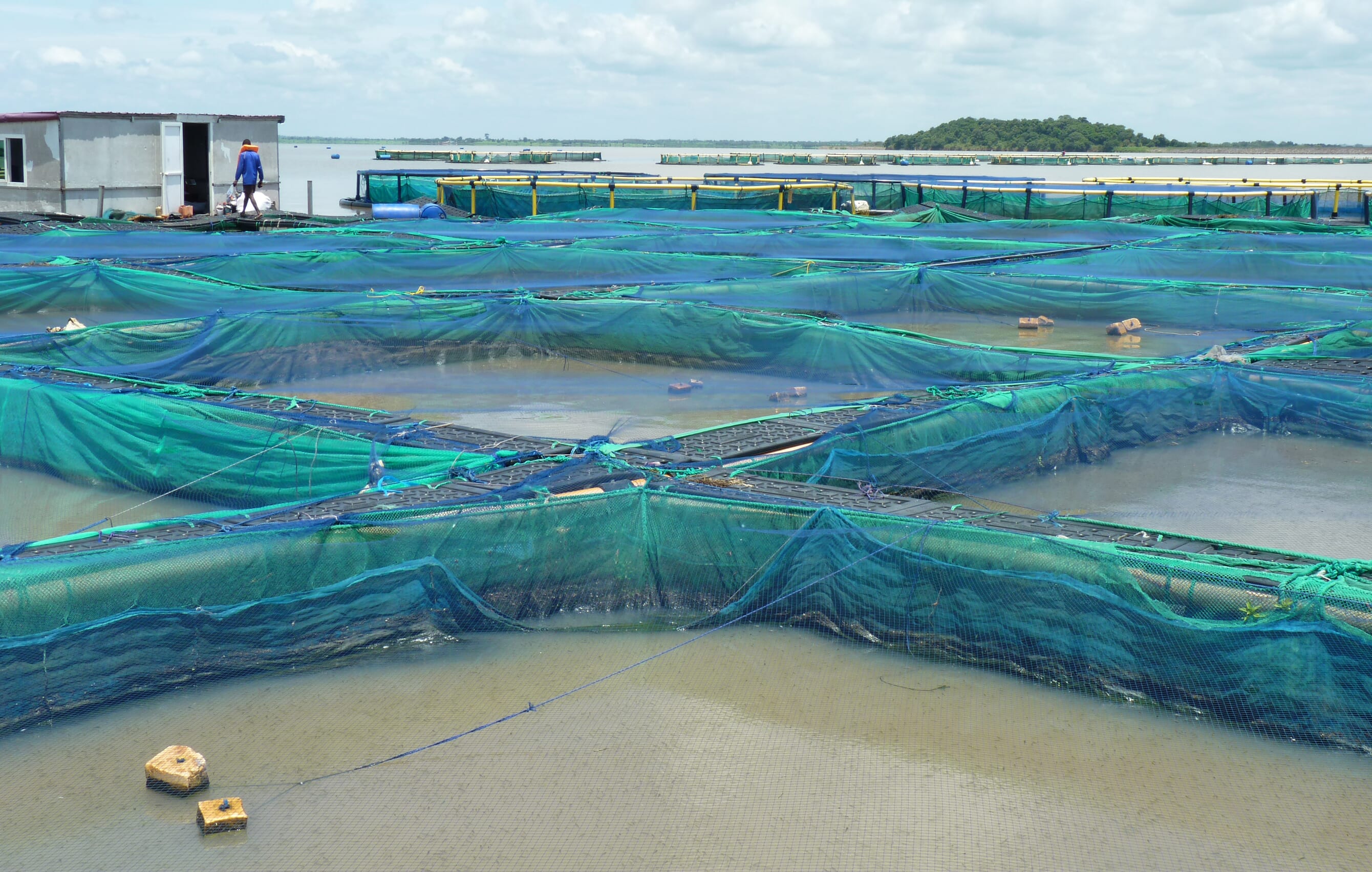 Togo’s tilapia king | The Fish Site