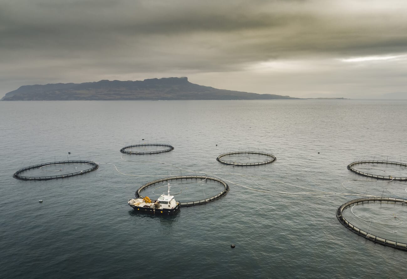 Vets call for better understanding of welfare of farmed fish | The Fish ...