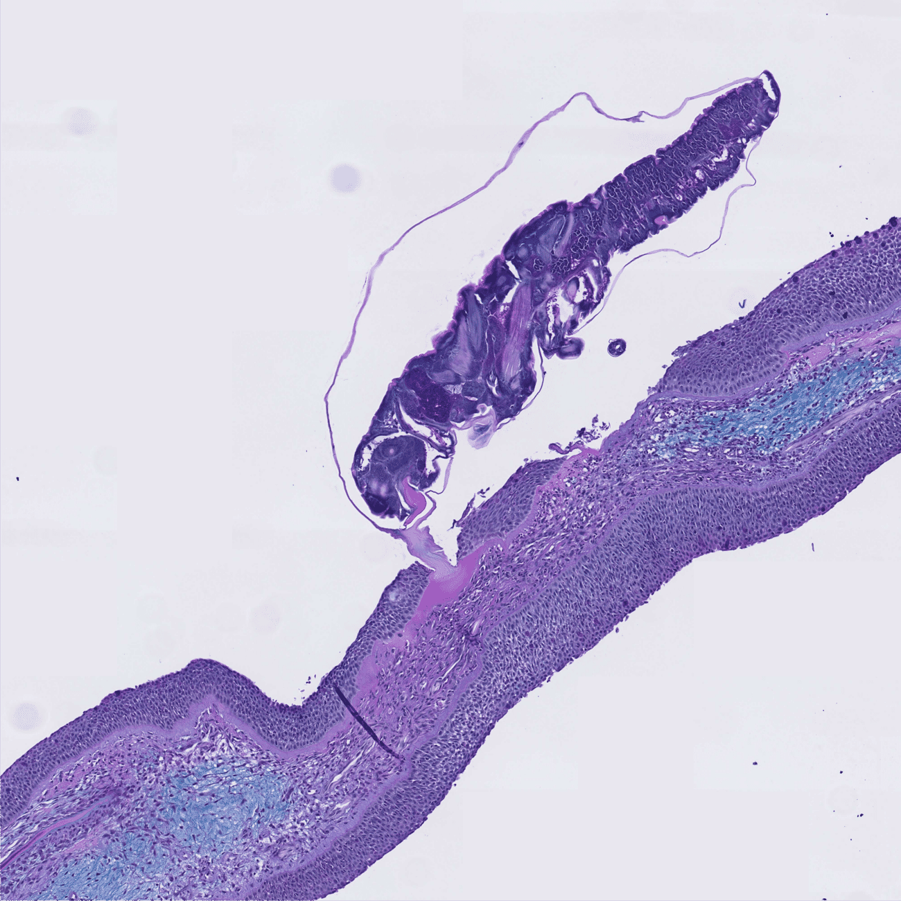 What coho salmon can teach us about resistance to sea lice | The Fish Site