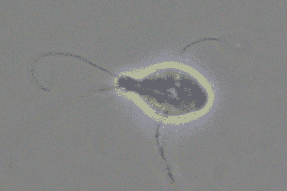 Norway earmarks additional funding for salmon parasite research | The ...