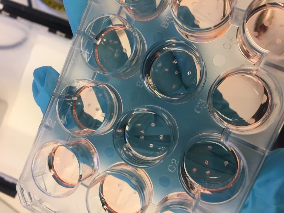 A novel means to tackle climate change in cod, salmon and lumpfish ...