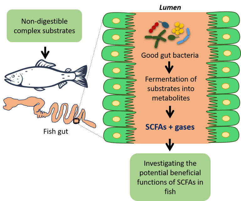 How the gut microbiome impacts salmon health and welfare | The Fish Site