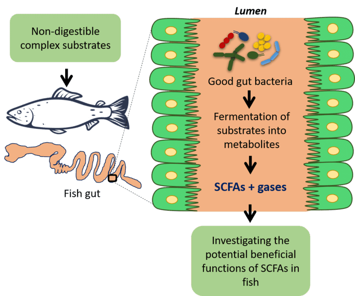 How the gut microbiome impacts salmon health and welfare | The Fish Site