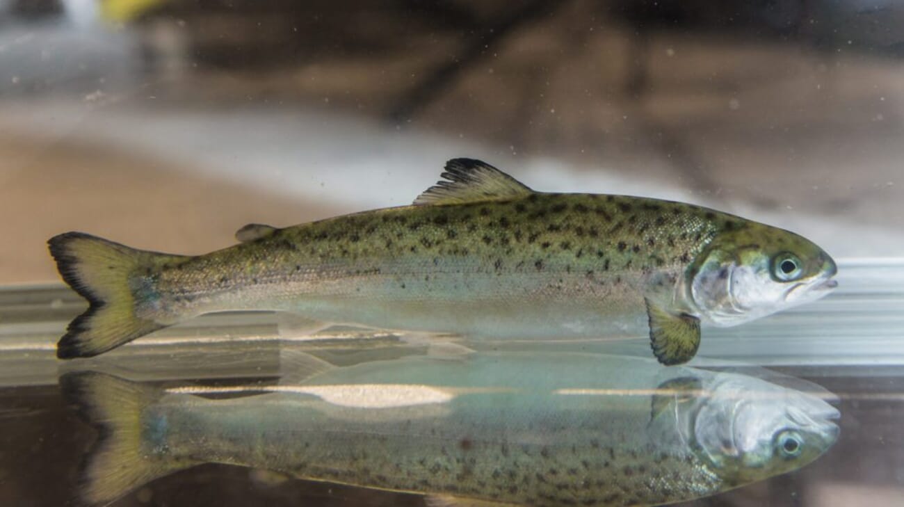 Researchers develop new health test for salmon smolt | The Fish Site