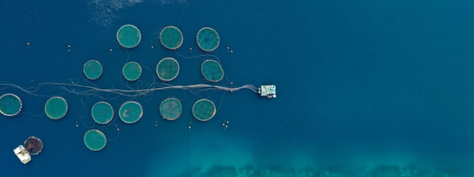 Advancing selective breeding in sea bass and sea bream | The Fish Site