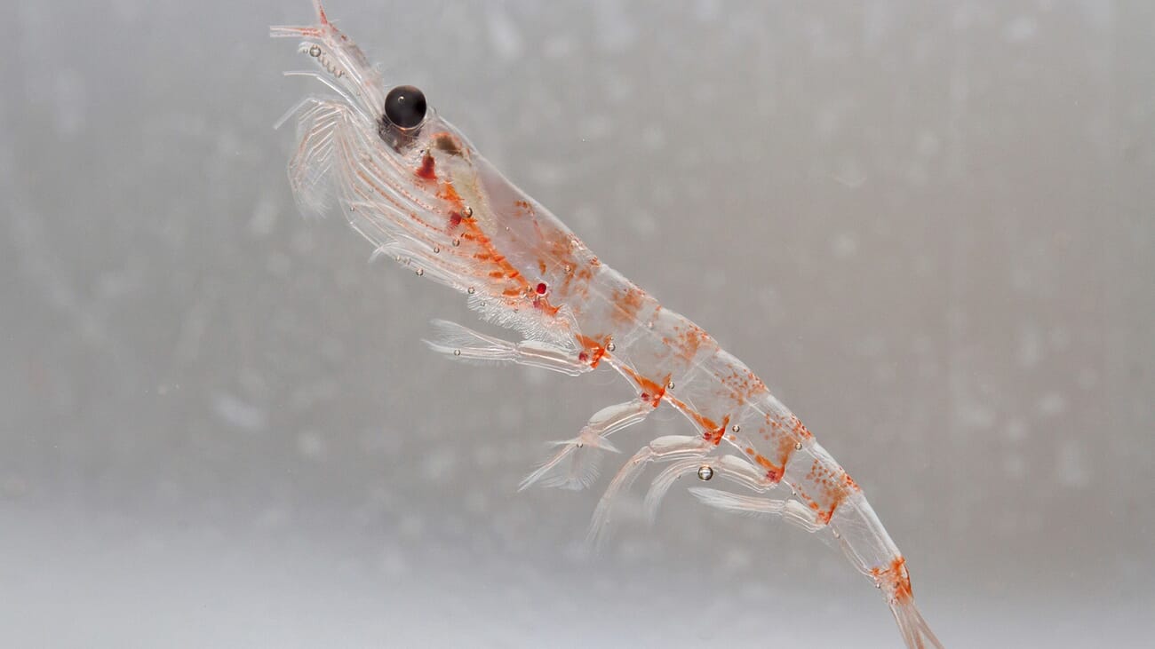 Finalists announced in Future of Fish Feed krill replacement challenge ...