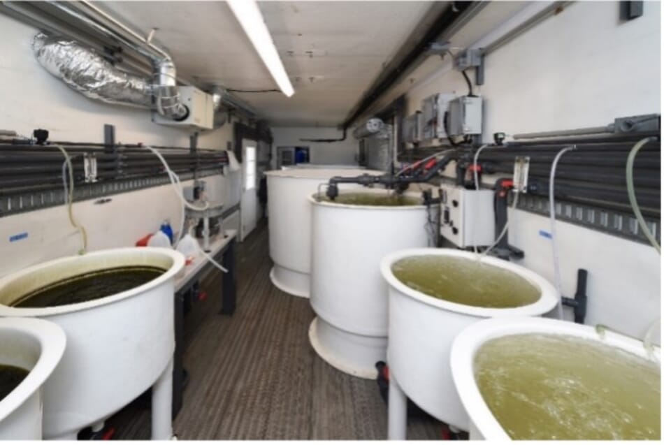 15 billion oyster initiative aims to restore Texan coast | The Fish Site