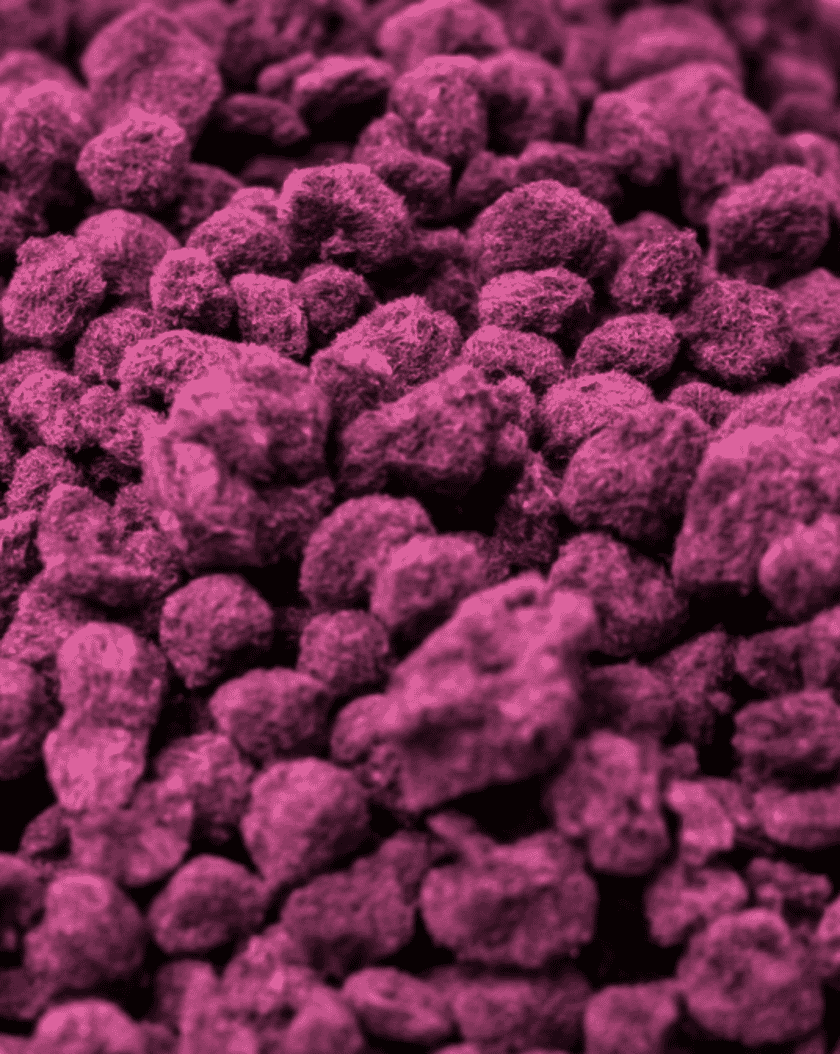 Seaweed startup Symbrosia lands $1 million grant | The Fish Site