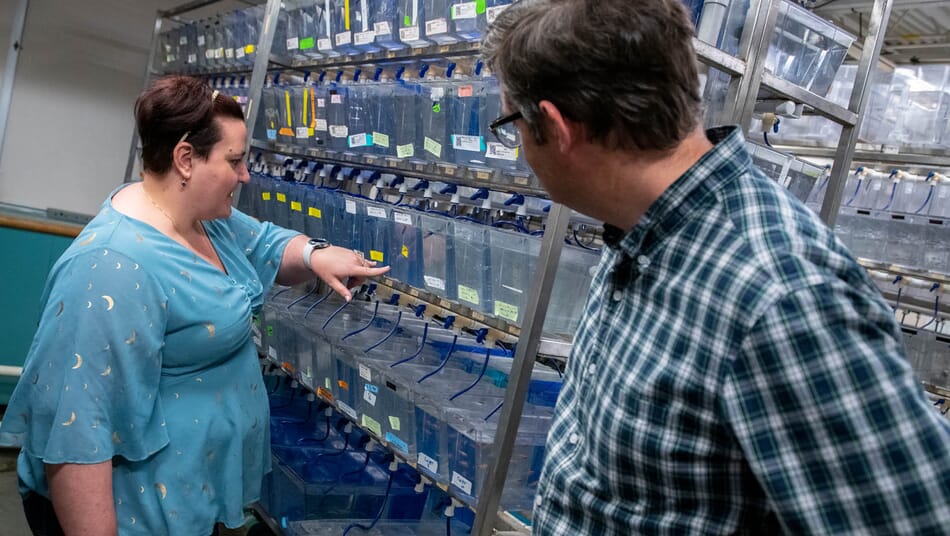 UMaine touts its long-standing zebrafish facility as a key beacon of ...