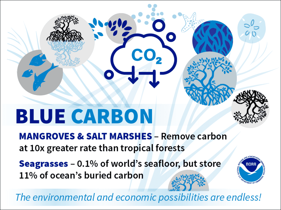 NOAA's blue carbon projects help with climate mitigation fight | The ...