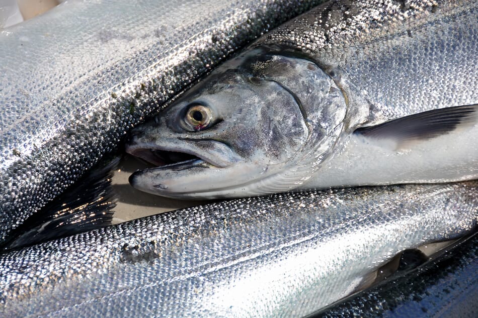 US firm plans land-based coho roll-out | The Fish Site