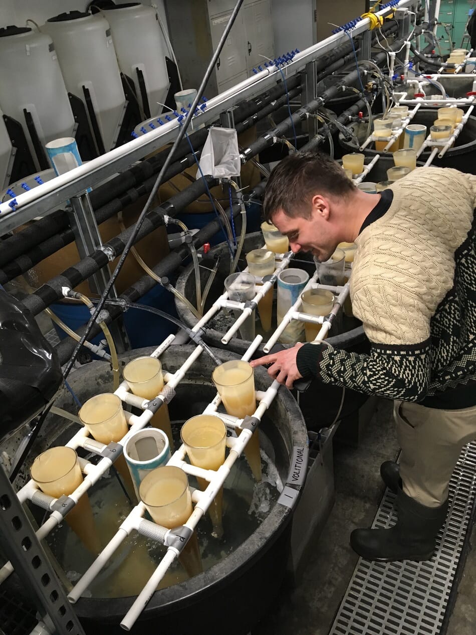 The freshwater cod with a Lota potential for farming | The Fish Site