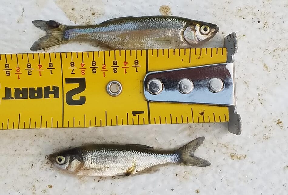 New Sea Grant study hopes to boost Minnesota’s in-state baitfish ...
