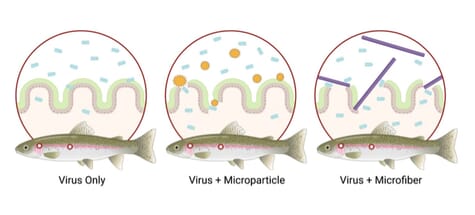 Microplastics could make viral fish disease more severe | The Fish Site
