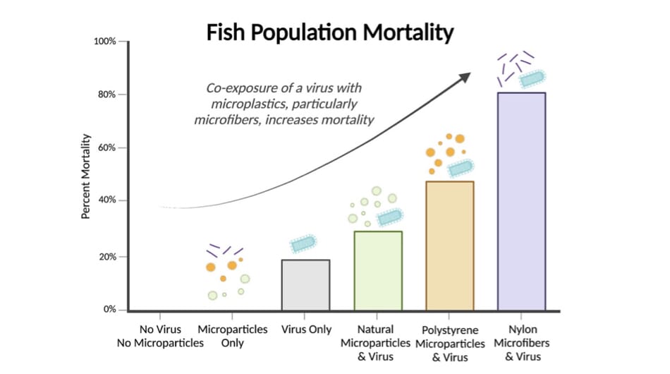 Microplastics could make viral fish disease more severe | The Fish Site