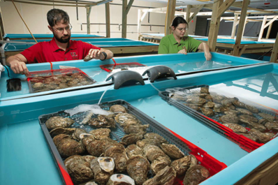 US university leads $14 million oyster research effort | The Fish Site