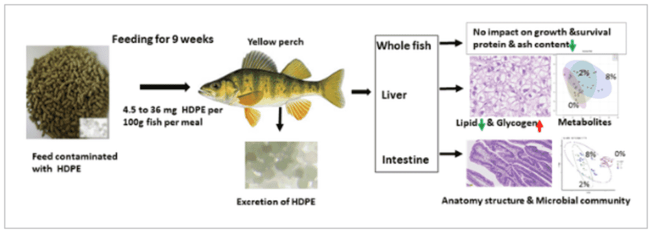 Farmed fish can expel microplastics from their bodies – but it comes at ...