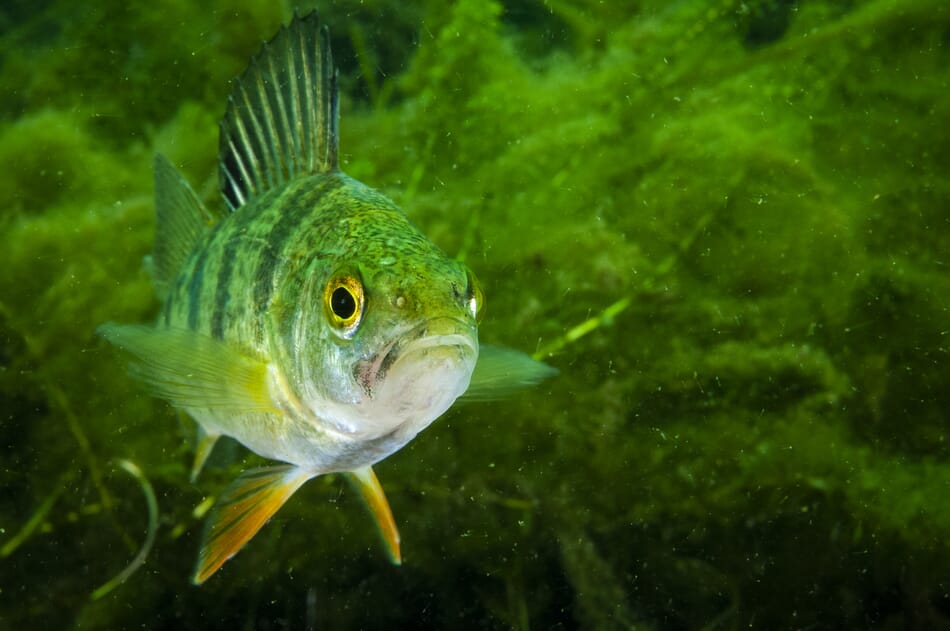 Non-profit seeks to inspire backyard aquaculture | The Fish Site