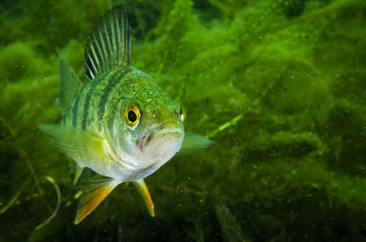 Non-profit seeks to inspire backyard aquaculture | The Fish Site