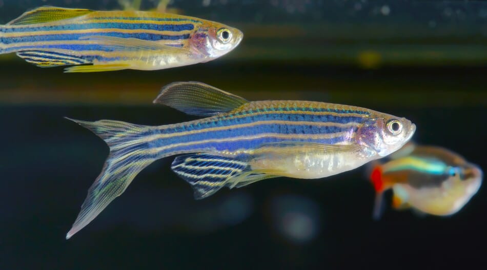 UMaine touts its long-standing zebrafish facility as a key beacon of ...