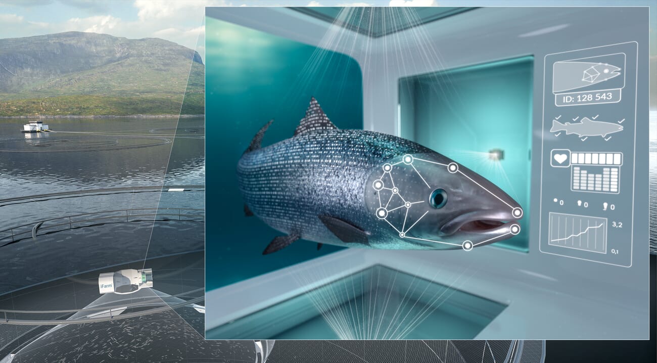 The rise of AI in aquaculture | The Fish Site