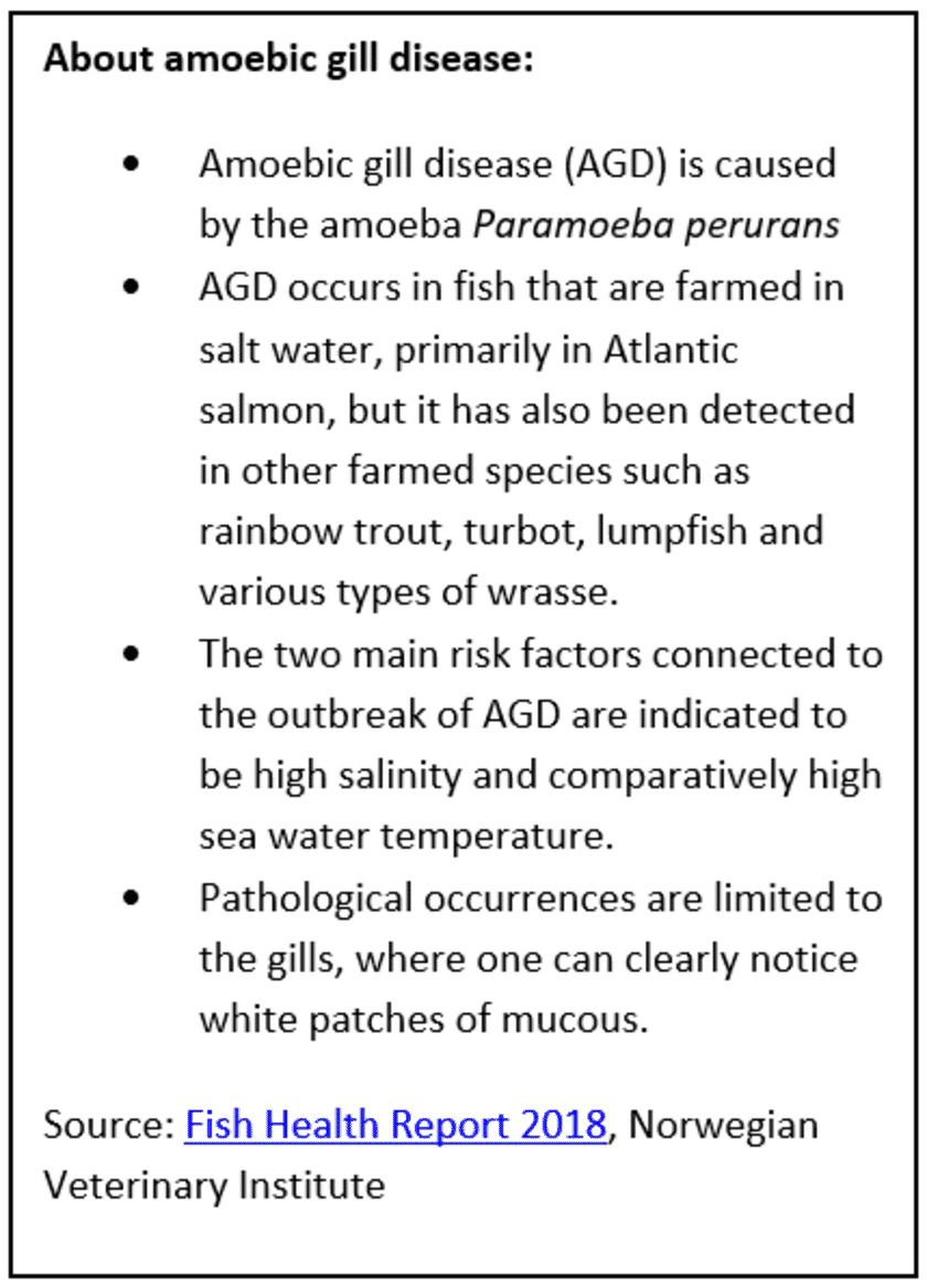 Researchers develop new treatment for AGD | The Fish Site
