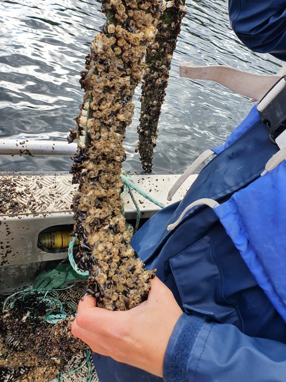 Could a humble crustacean unlock the true potential of marine finfish ...