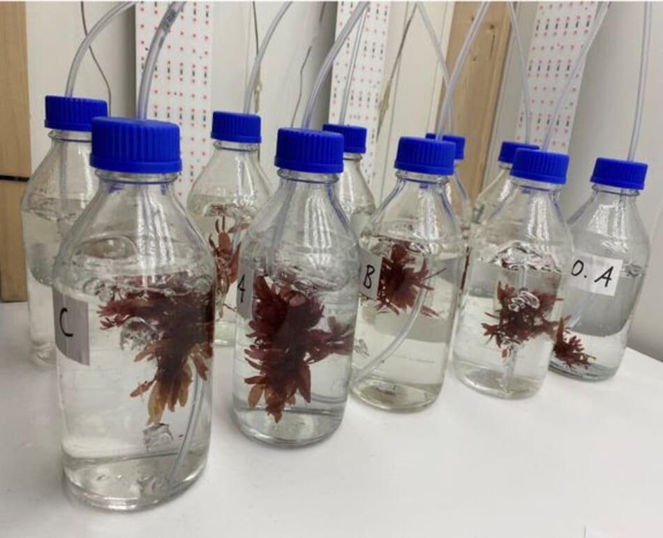Researchers find seaweed solution to unlock value in salmon RAS ...