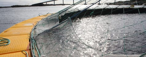 What is on salmon aquaculture’s tech horizon? | The Fish Site