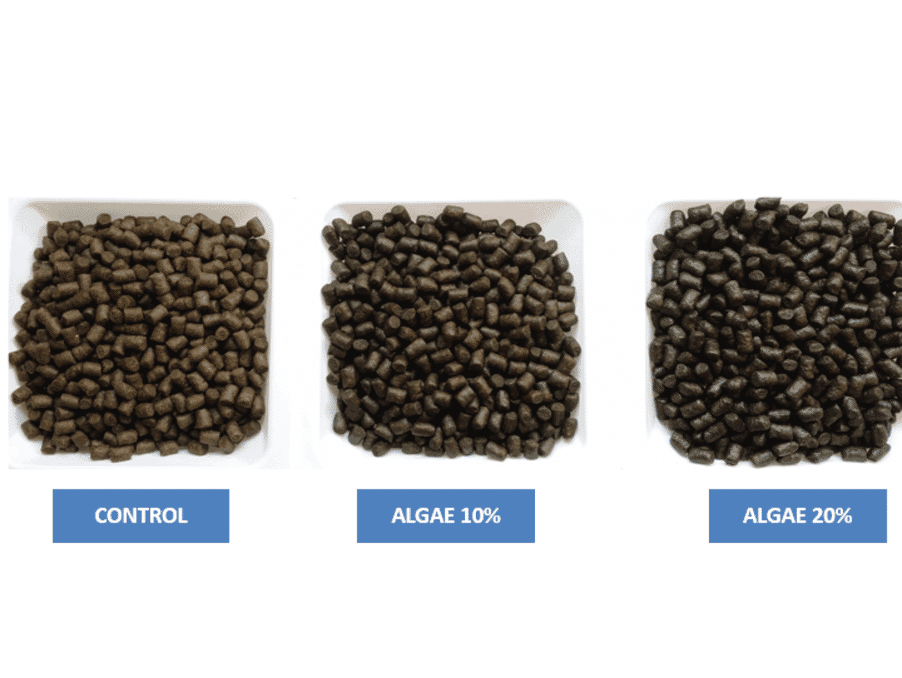 Biofuel byproducts show salmon feed potential | The Fish Site