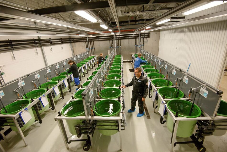 Is Norway set for a cod farming renaissance? | The Fish Site