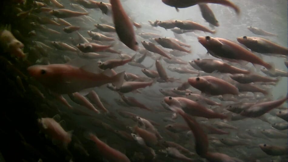 Plans for 25,000 tonne cod farm revealed | The Fish Site