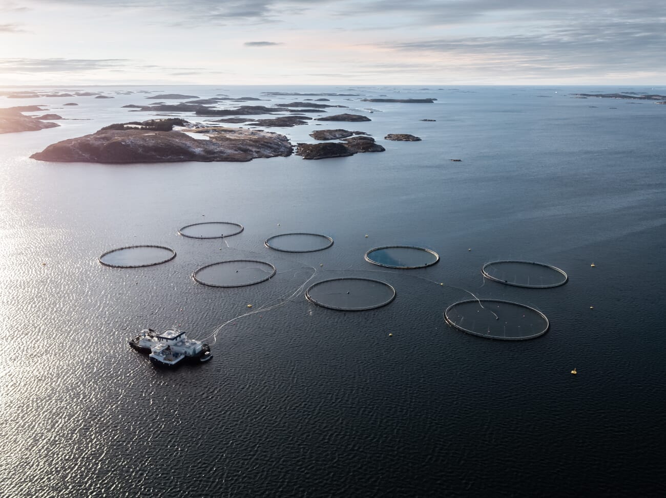 Norcod expands to new site in Nordland | The Fish Site