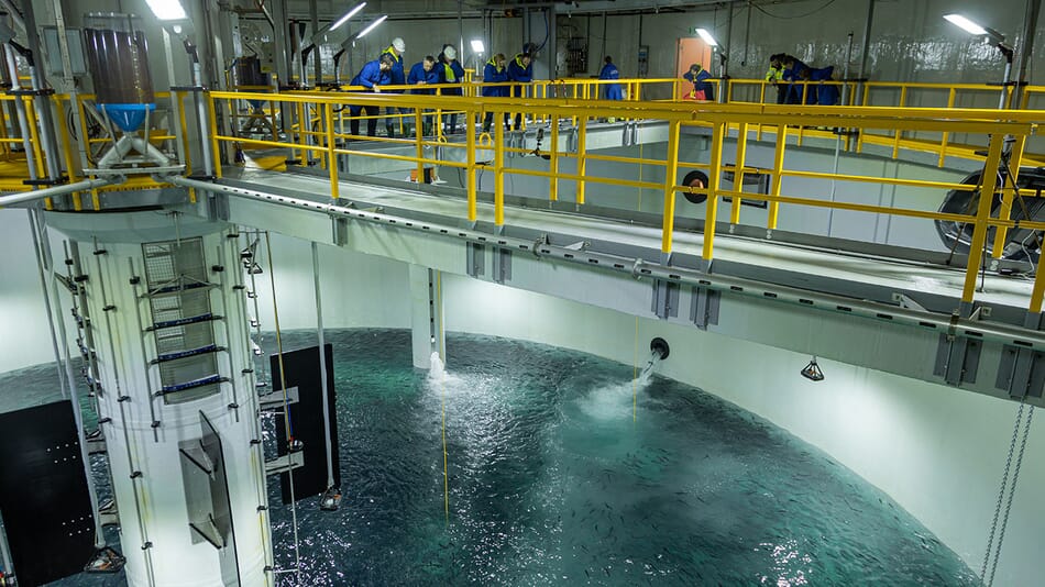 Salmon Evolution boasts first smolt release and feed agreement | The ...