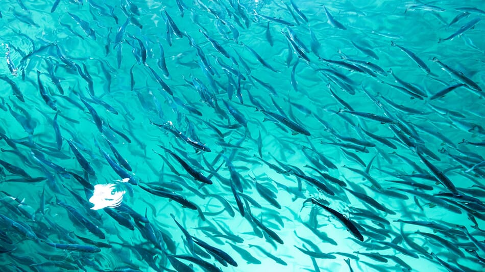 Salmon Evolution reports record harvest and solid financials | The Fish ...