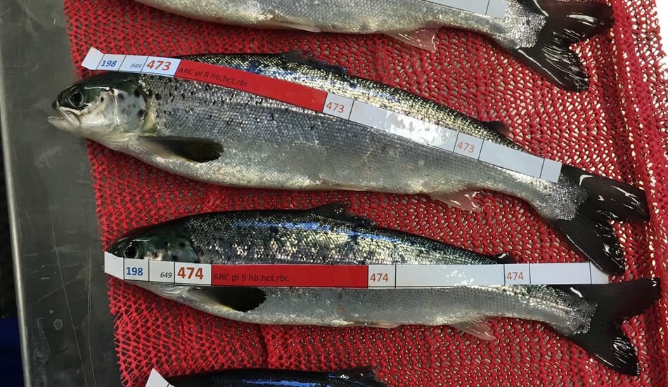 How feed can affect salmon genetics | The Fish Site
