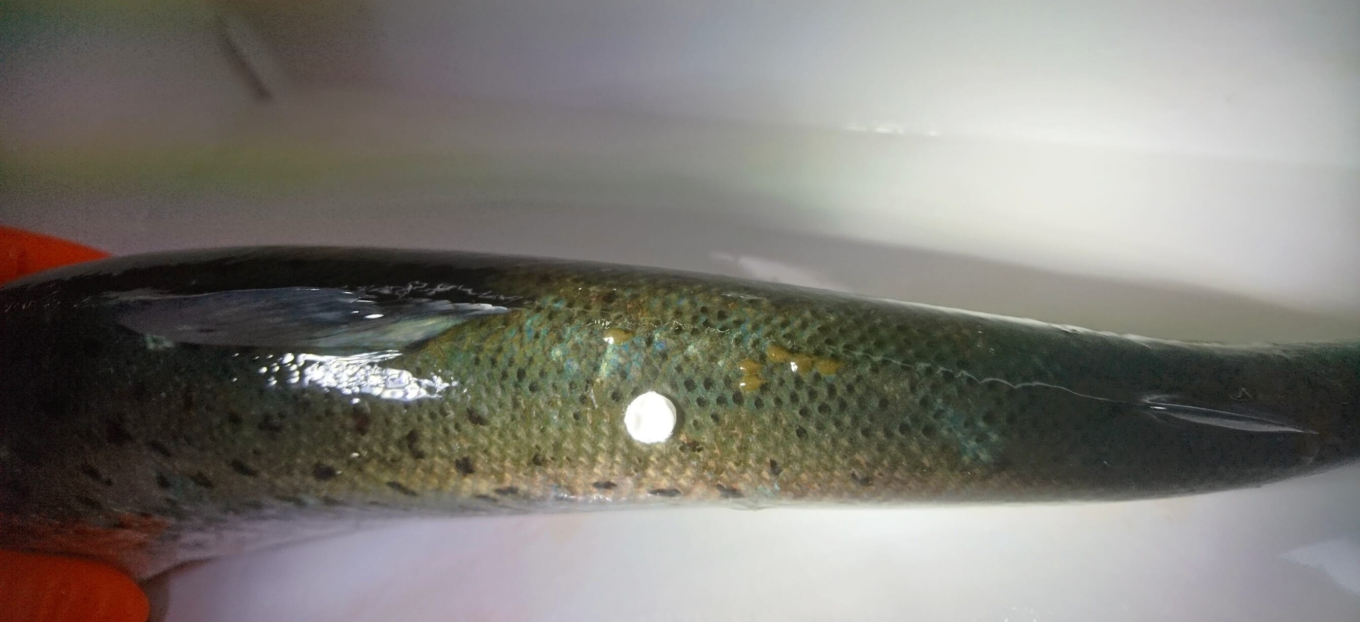 Know your enemy: why we need a better understanding of sea lice | The ...