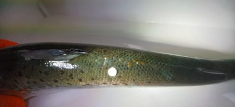 Know your enemy: why we need a better understanding of sea lice | The ...