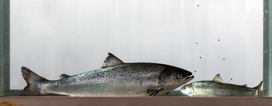 Smaller smolts grow quicker at sea | The Fish Site